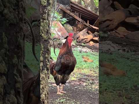 THE BEST ROOSTERS! 10 different chicken breeds crowing for comparison Vietnamese rooster. #rooster