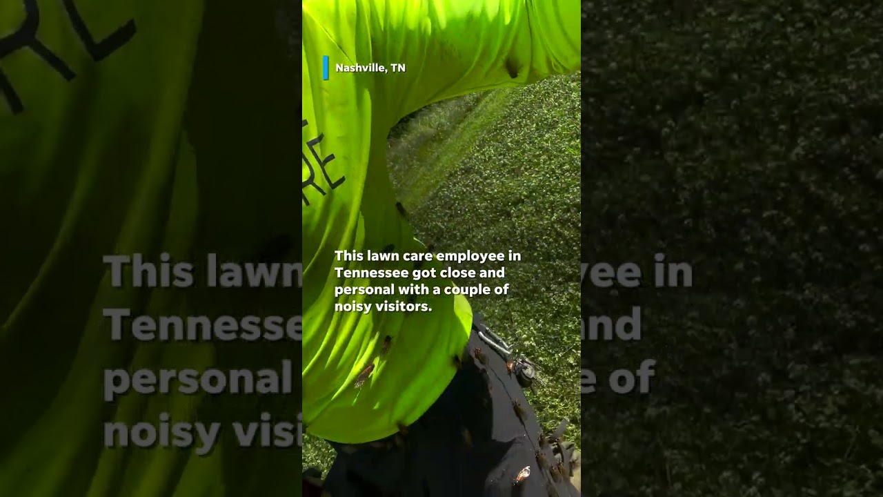 Watch: Tennessee lawn care worker gets covered in cicadas #Shorts
