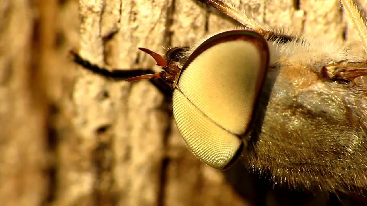 Striped Horse Fly