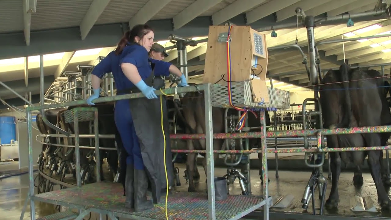 Dairy Farming Careers- Management and Research