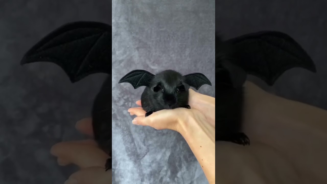 La cobaya murciélago. 🦇 #cuy