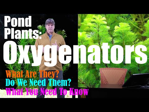 Pond Plants: Oxygenators