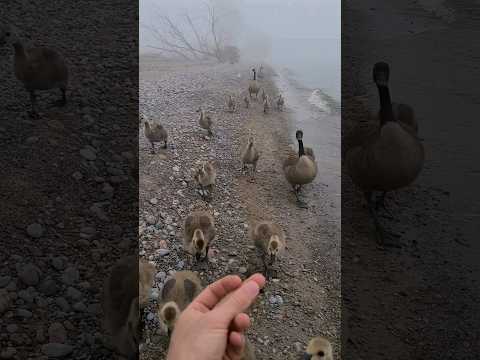 Calling Over Canada Geese Family (ADORABLE)