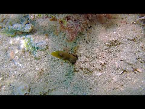 Coral Citizen | Bluethroat Pikeblenny | 5.26.2024