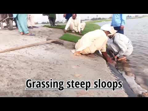 Grassing on steep slopes and contours. grassing lake edges. golf course lakes construction.