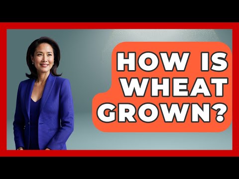 How Is Wheat Grown? - The World of Agriculture