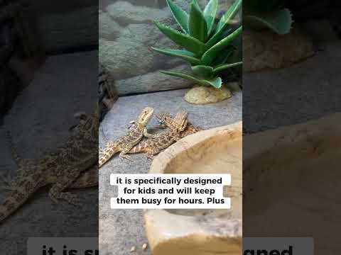 Bearded Dragon In petco Store