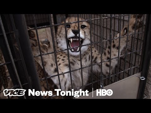 Cheetah urine may help save the species – Why Evolution Is True