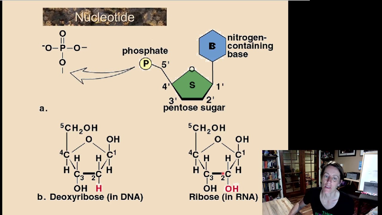 Understanding the Structure of Nucleotides: The Building Blocks of Life ...