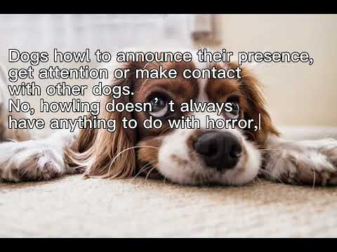 The meaning of howling