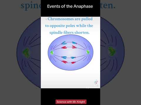Anaphase Events
