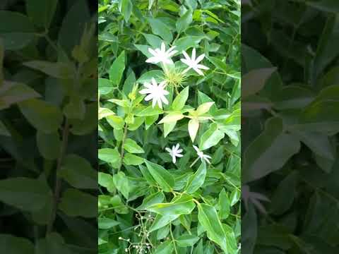 Juhi Plant /Indian Jasmine/ Jasminum Auriculatum##