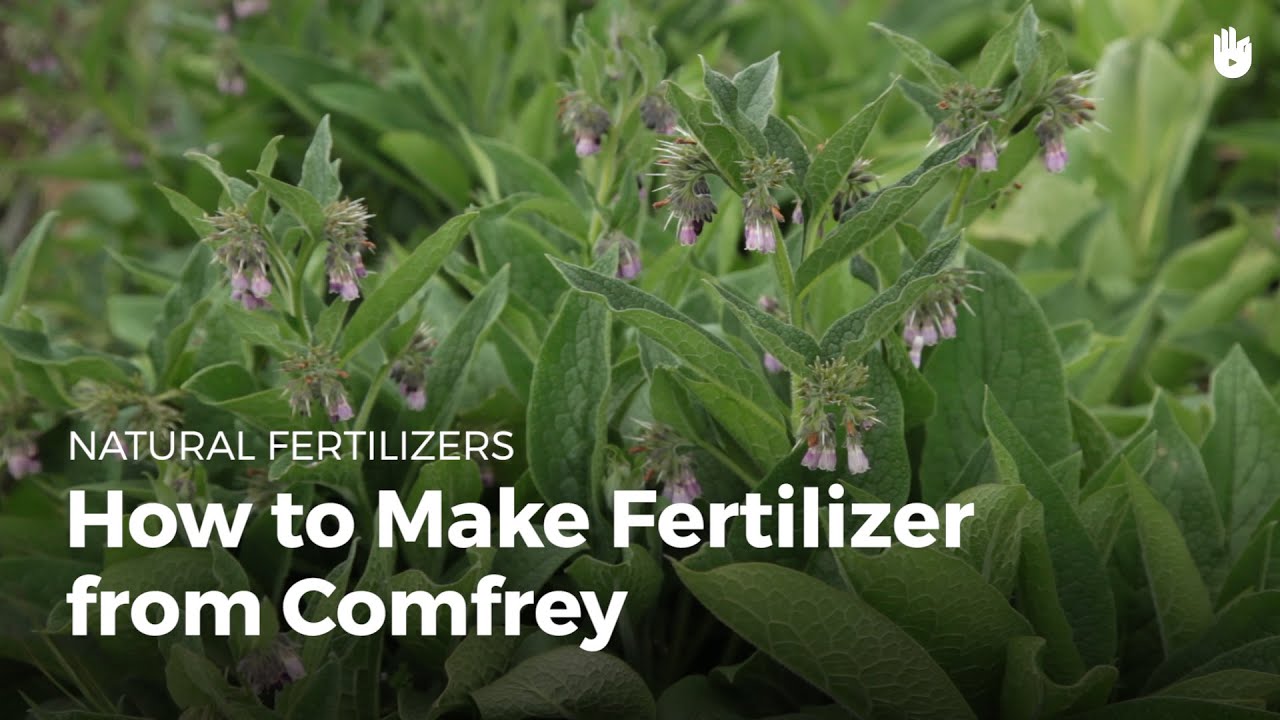How to make fertilizer from comfrey - Grow an Organic Garden | Sikana