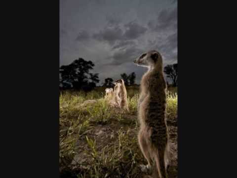Meerkat Manor Meet the Whiskers Meerkats S to U