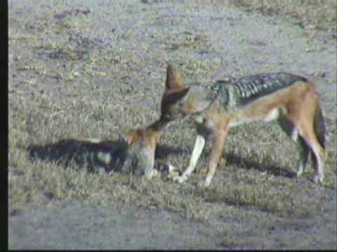 Jackal love | Natural History