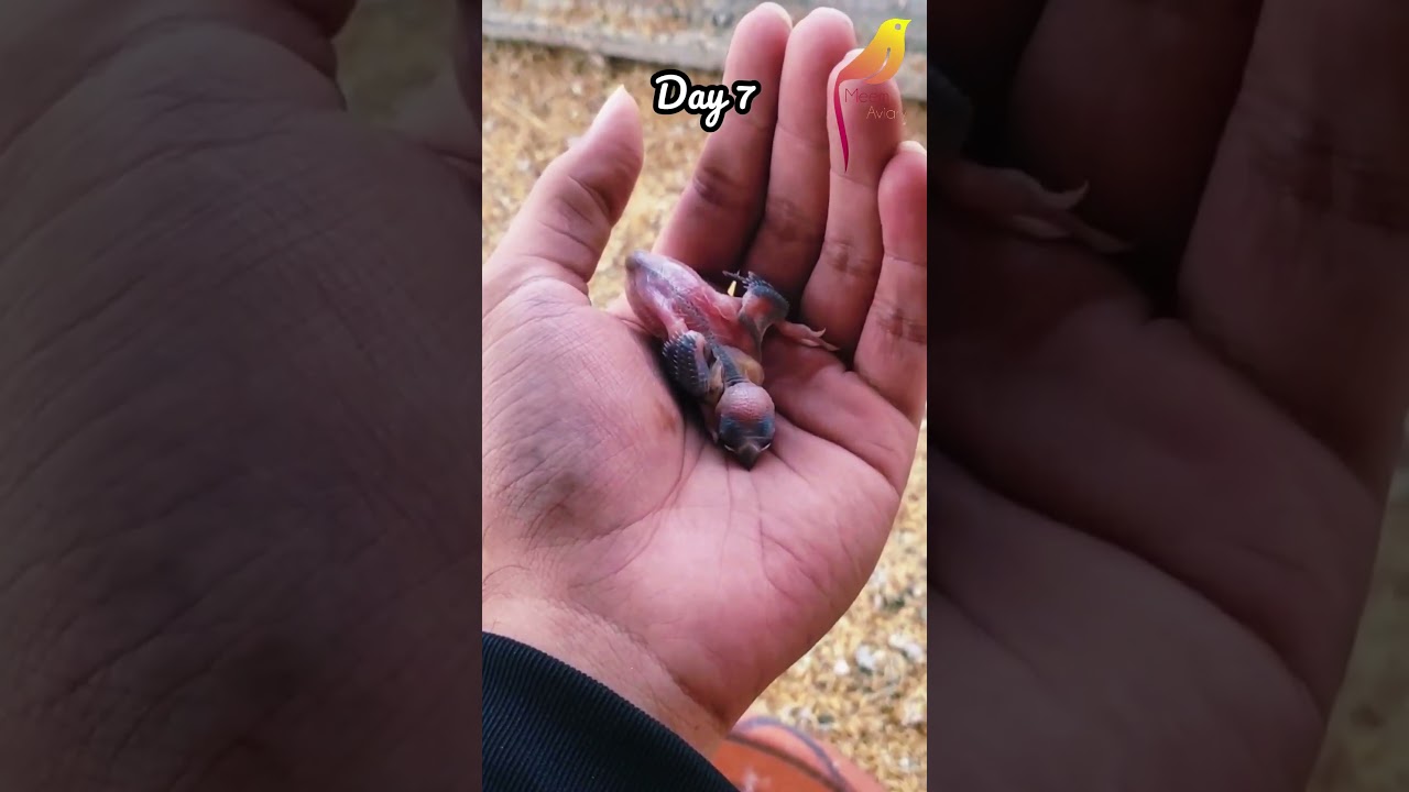 Java bird | Growth stages | Egg to an Adult #birds #aviary #birdlovers #adoptdontshop #love