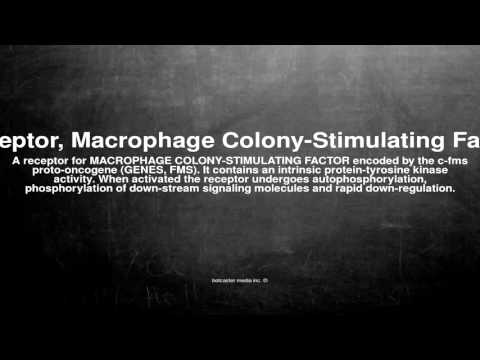Medical vocabulary: What does Receptor, Macrophage Colony-Stimulating Factor mean