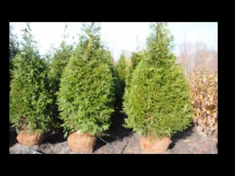The Best Fast Growing Evergreen Screening Trees