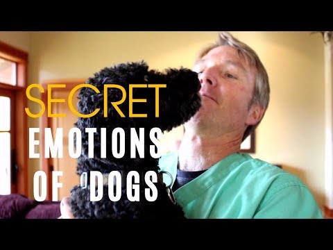 Secret Emotions of Dogs