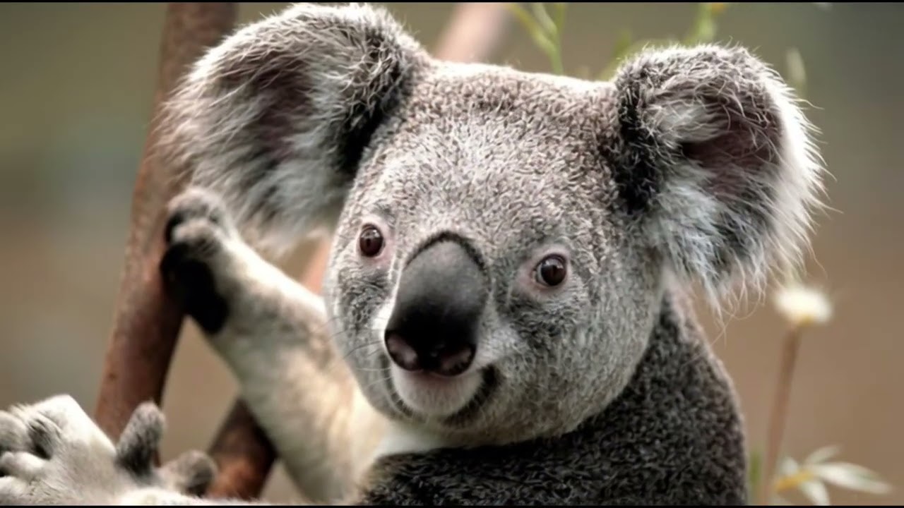 Bing Wallpaper - Microsoft GalleryPlayer Wallpapers