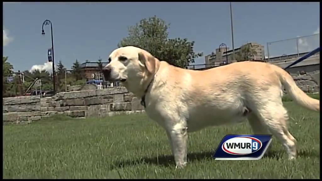 Adopt This Pet: Cade