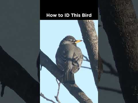 Can you identify this common songbird?