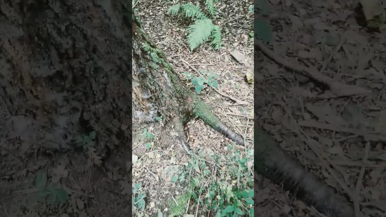 Using Tree Roots As A Compass