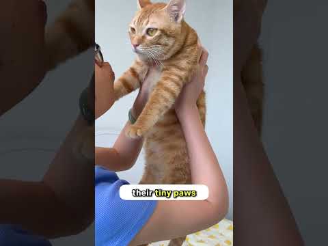 What cats think when you kiss them 😽😽😽