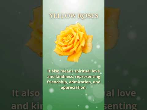 Yellow Rose Symbolic Meaning means spiritual love and kindness ๐Click link in bio!!!