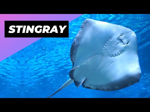 Stingray 🌊 The Underestimated Danger Of The Ocean
