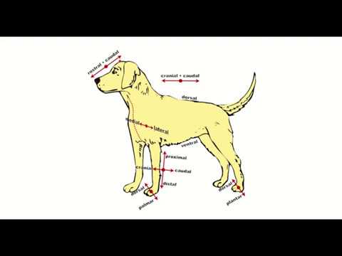 Directional Terms Used in Animal Anatomy