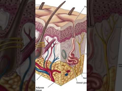 Integumentary system with image#pharmacy