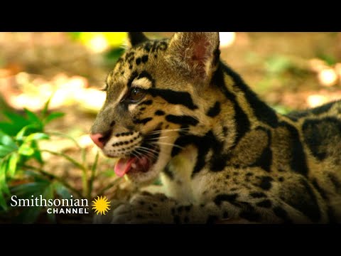 These ADORABLE Clouded Leopards Won’t Stop Playing 😍 Animals at Play | Smithsonian Channel
