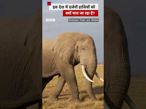 Elephant Killing: इस देश में आख़िर हाथियों को क्यों मारा जा रहा है? #elephant #shorts (BBC Hindi)