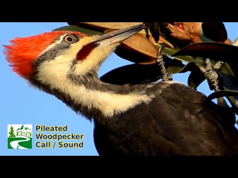 Pileated woodpecker call / sound
