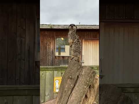 All About Meerkats: Meerkat barking