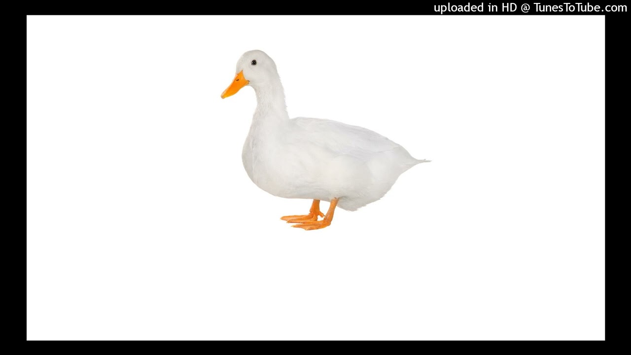 y2meta.com - Happy Duck Cute Waddle (128 kbps)