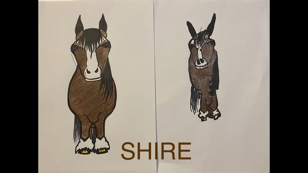 Learn to draw Horse - Shire