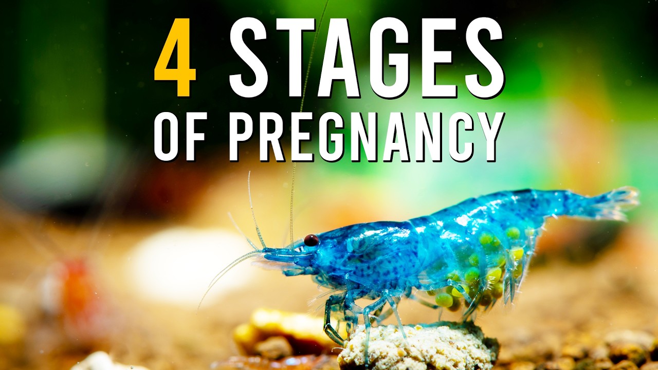 Your Red Cherry & Blue Velvet Shrimp Will BREED If You Do This