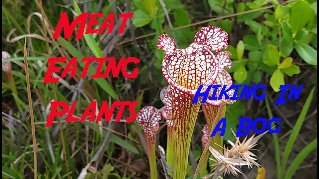 Delta Safari: Splinter Hill Bog Preserve | Carnivorous Plants | Hiking