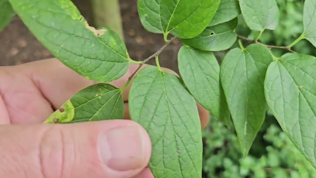 ID That Tree: Sugarberry