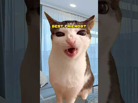 Send It To You Bestfriend😹 | Cat Memes 😺 #shorts sounds: @ShiroTheBuddy