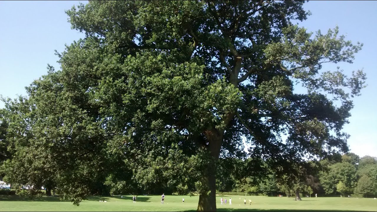 Identifying English Oak