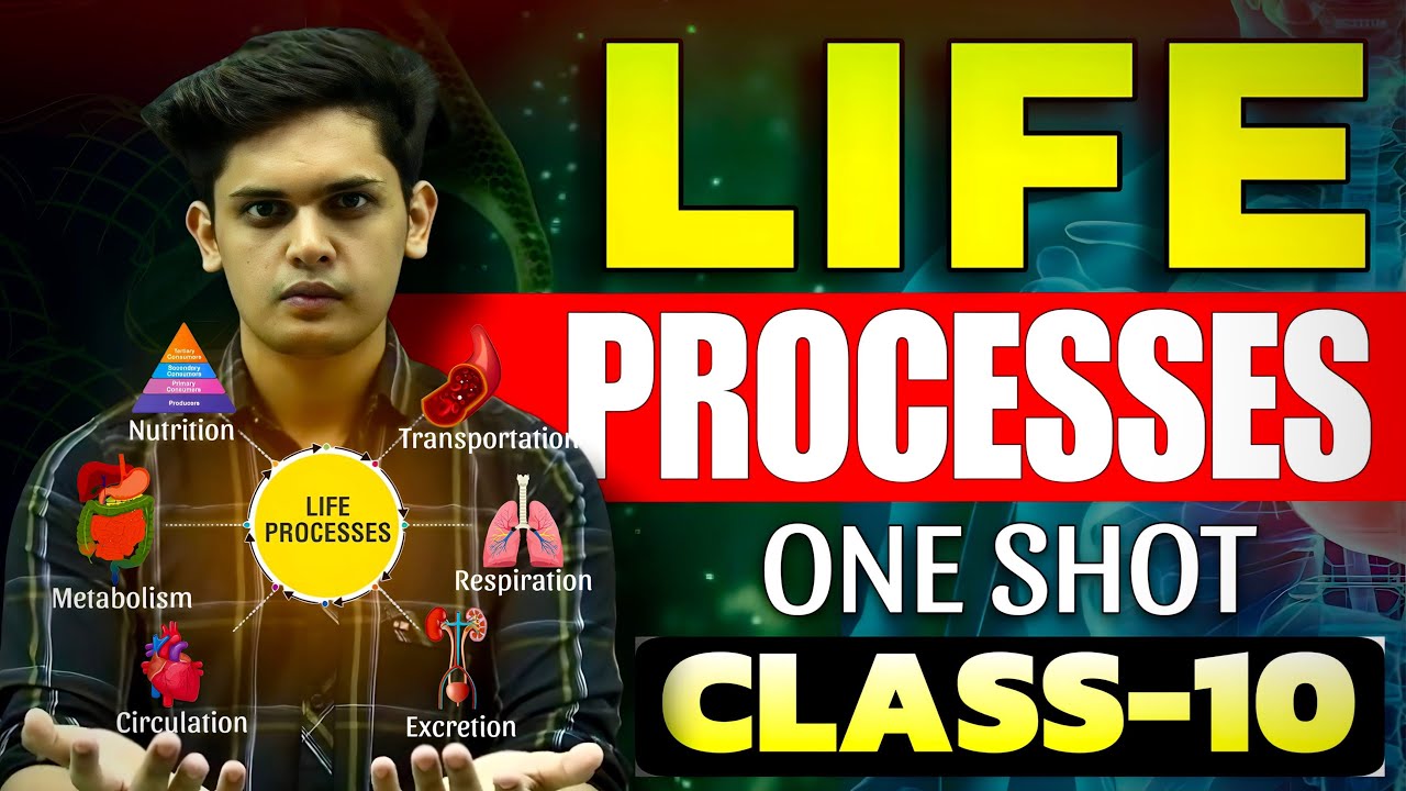 Understanding Life Processes: A Comprehensive Guide for Class 10 ...