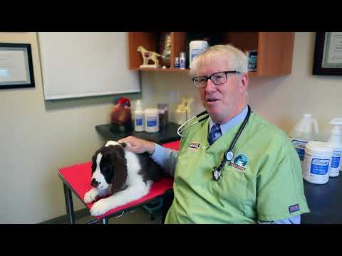 Why Rescue® is the Only Fear Free Disinfectant by Dr Marty Becker