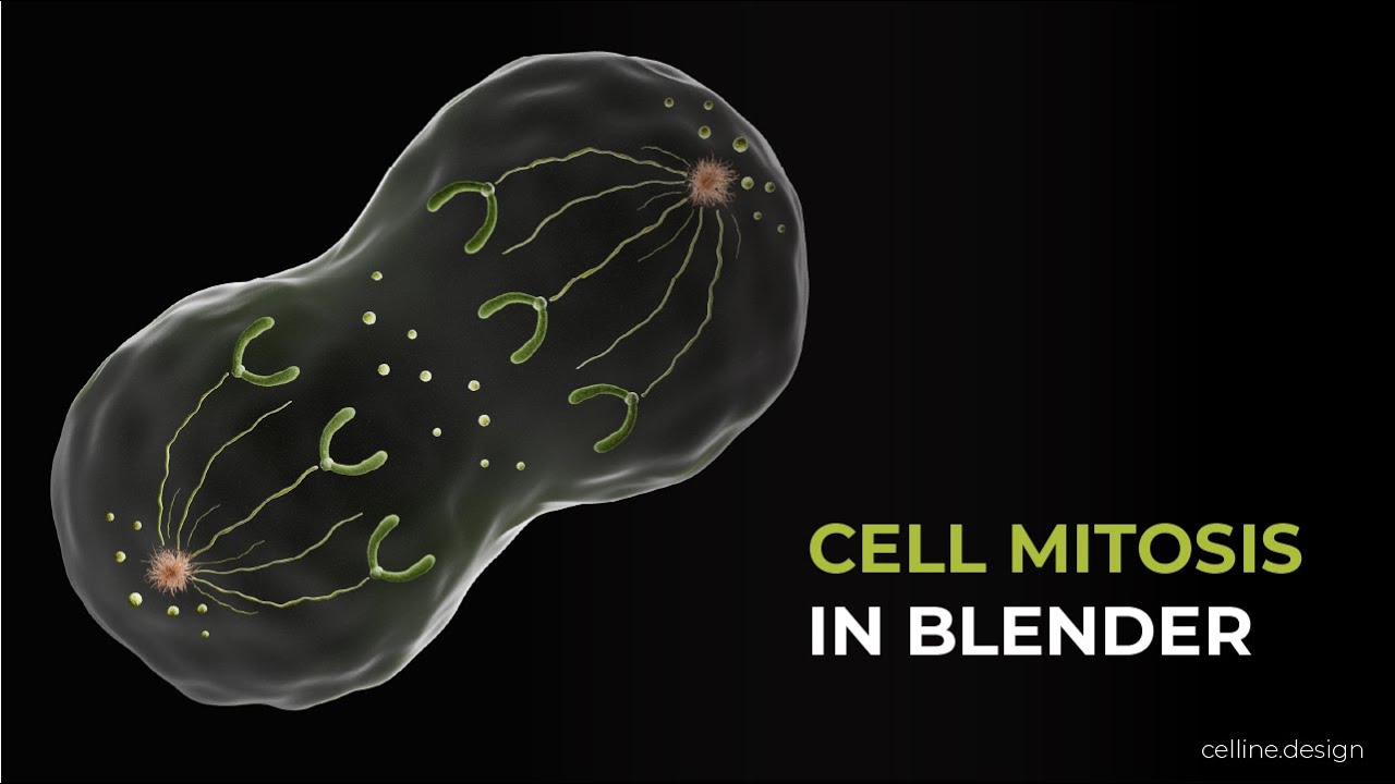 Blender Tutorial | Cell Mitosis | Beginner Level