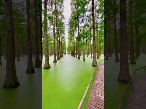 Did You Know There’s A Forest In China That Resembles A Floating Forest? 🌳👨👩👧👦🌿💚