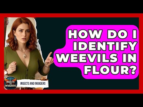 How Do I Identify Weevils In Flour? - Insects and Invaders