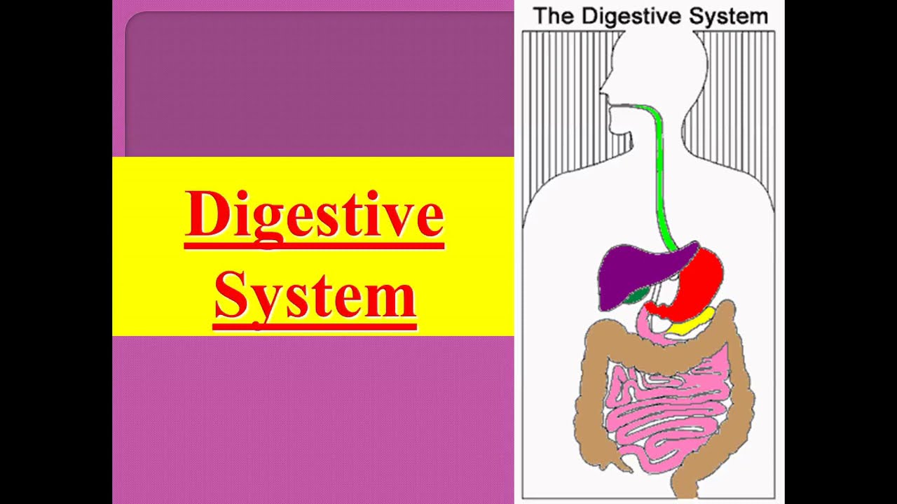Digestive System||Digestion ||biology short ppt notes,ug pg notes,11th2th notes