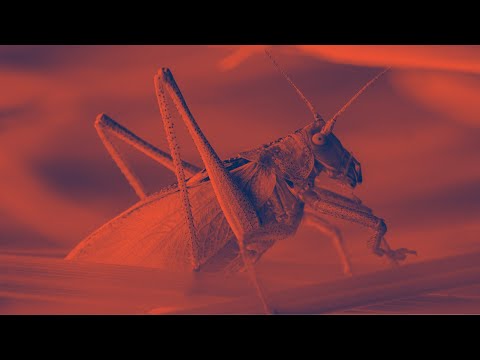 What Are the Locusts of Revelation? (Revelation 9:7-11)